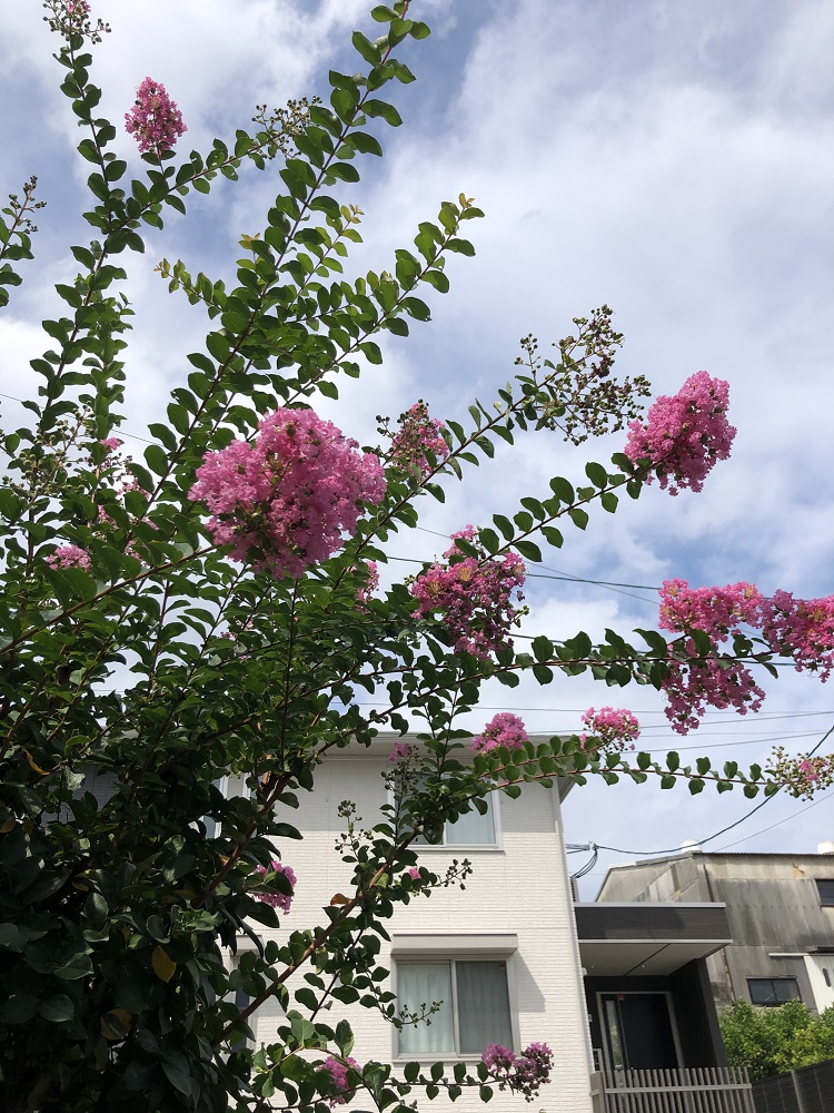 サロンのお庭の百日紅（シン・セシア） - 化粧品アクティース.《福岡市のシン・セシア》