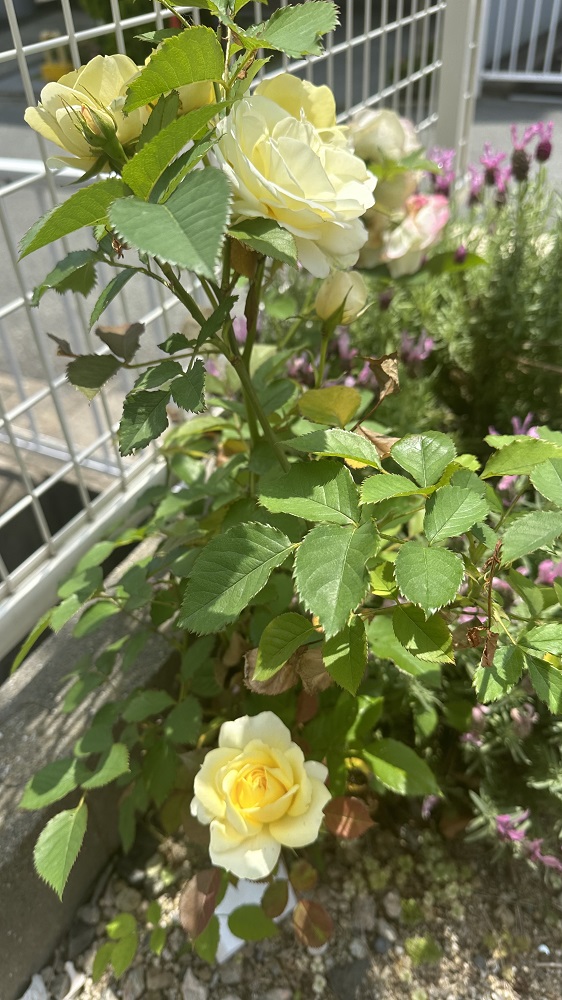 花が綺麗に咲く季節（シン・セシア） - 化粧品アクティース.《福岡市のシン・セシア》