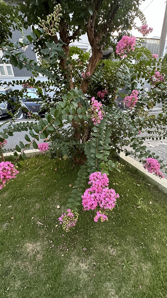 サロン庭の百日紅ちゃん（シン・セシア） - 化粧品アクティース.《福岡市のシン・セシア》